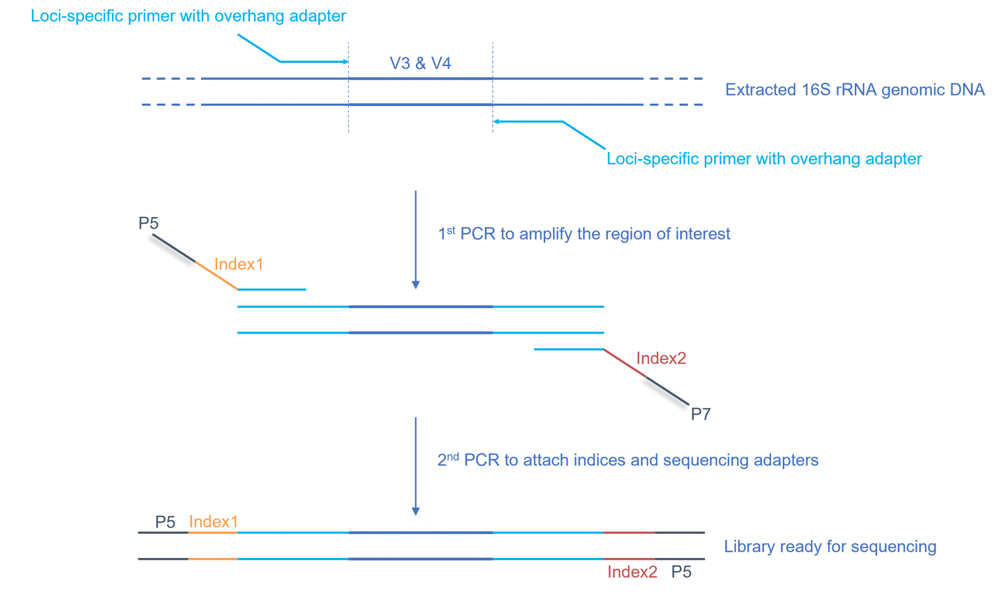 16s RNA-Seq Kit for Microbiome Analysis