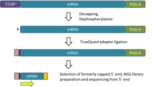 5'mRNA Sequencing, TSS-Seq, Cap-Seq, CAGE